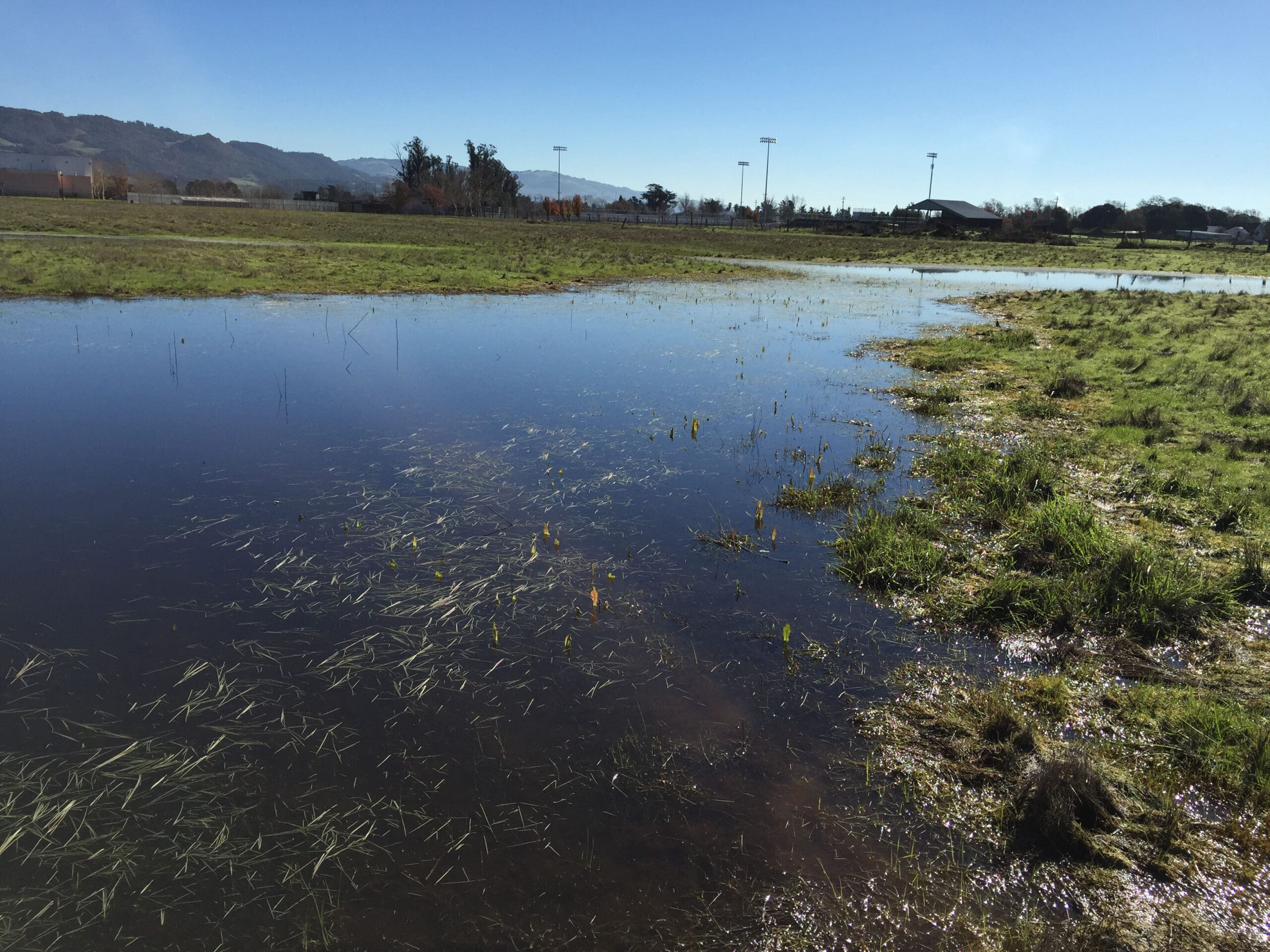 Compensatory Mitigation | Integral Consulting Inc.